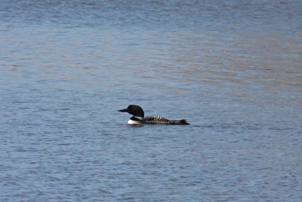Loons in Lake Roaming Rock – RomeRock Association
