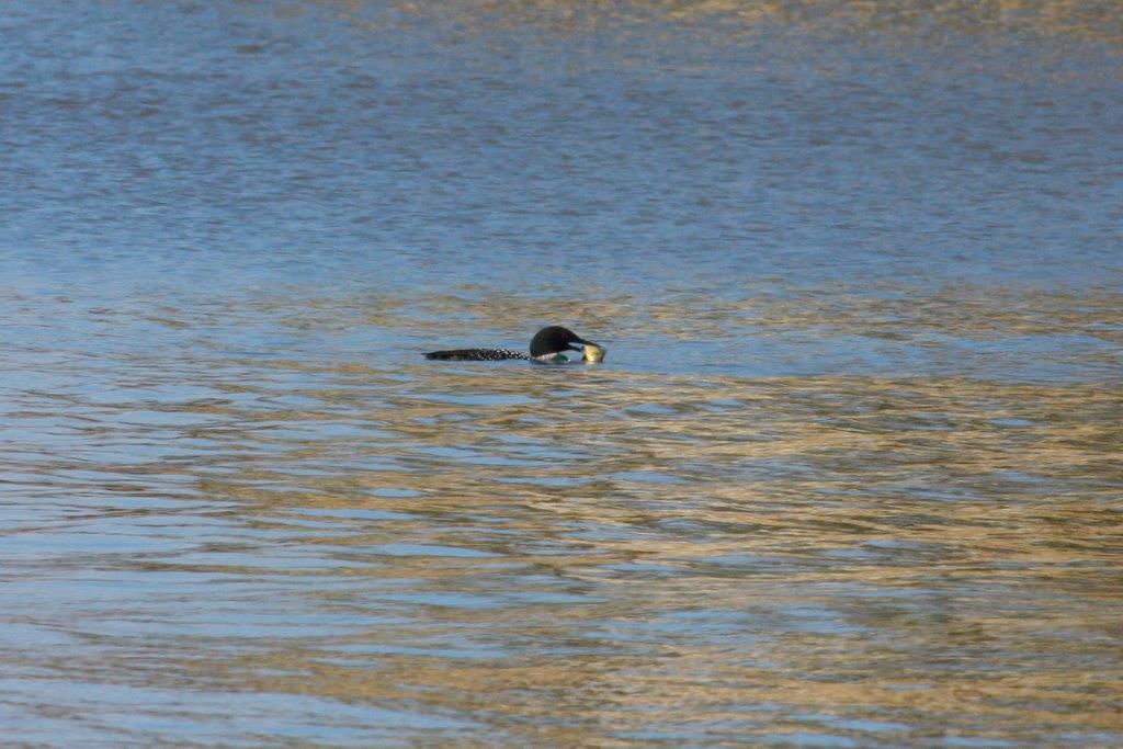 Loons in Lake Roaming Rock – RomeRock Association